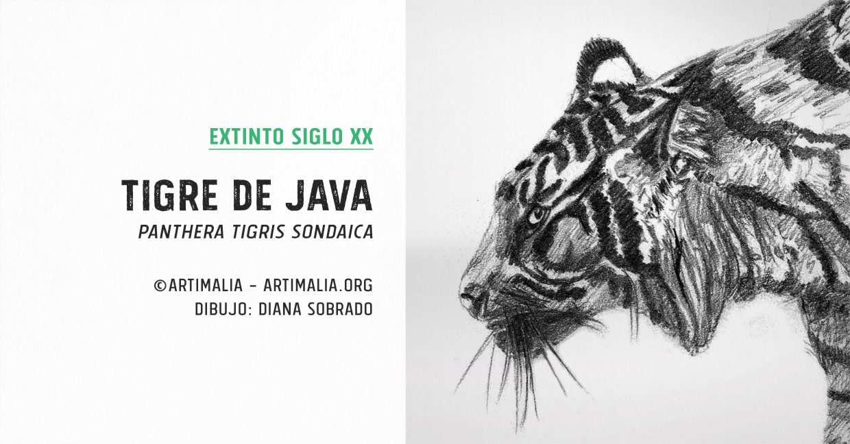 Hacia 1972, Tigre de Java | Artimalia