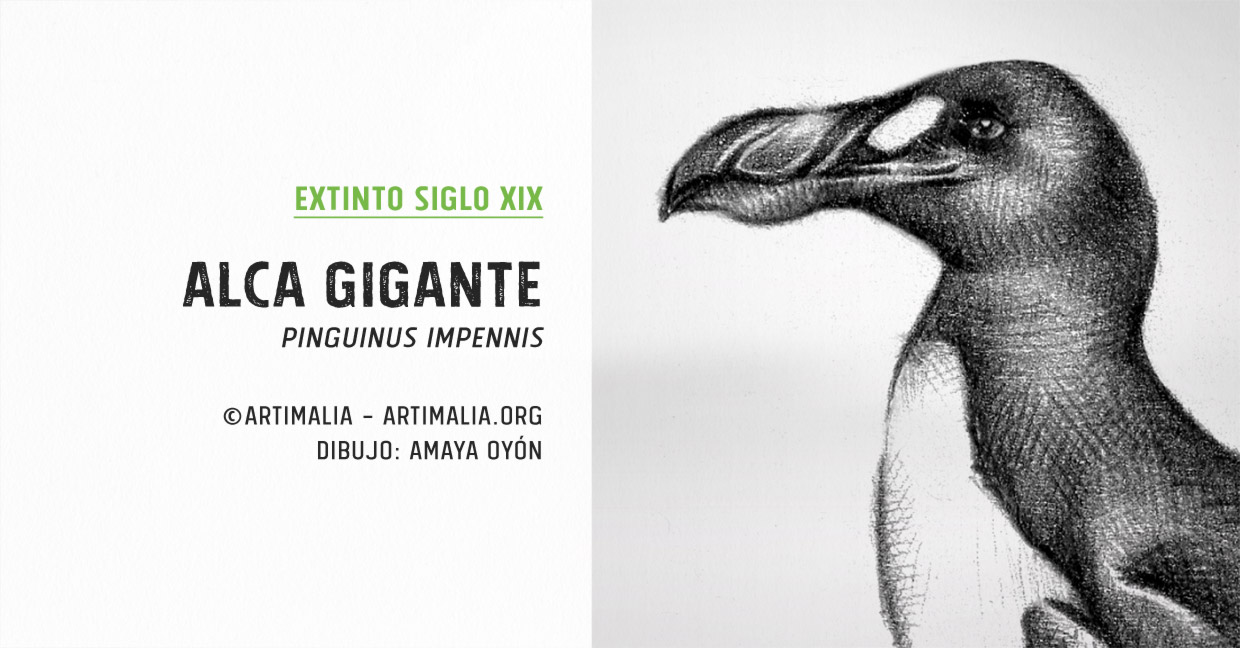 1852 Alca gigante | Artimalia