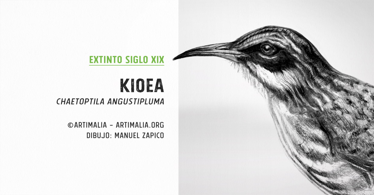 1859 Kioea | Artimalia