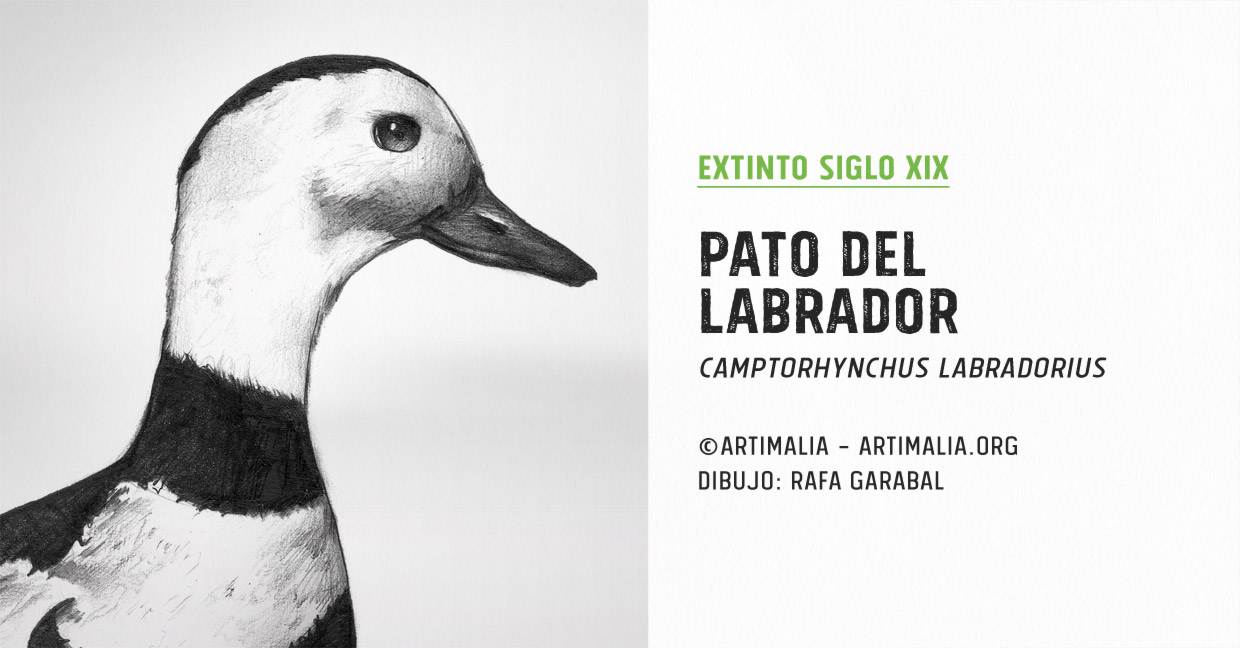1875 Pato del Labrador | Artimalia