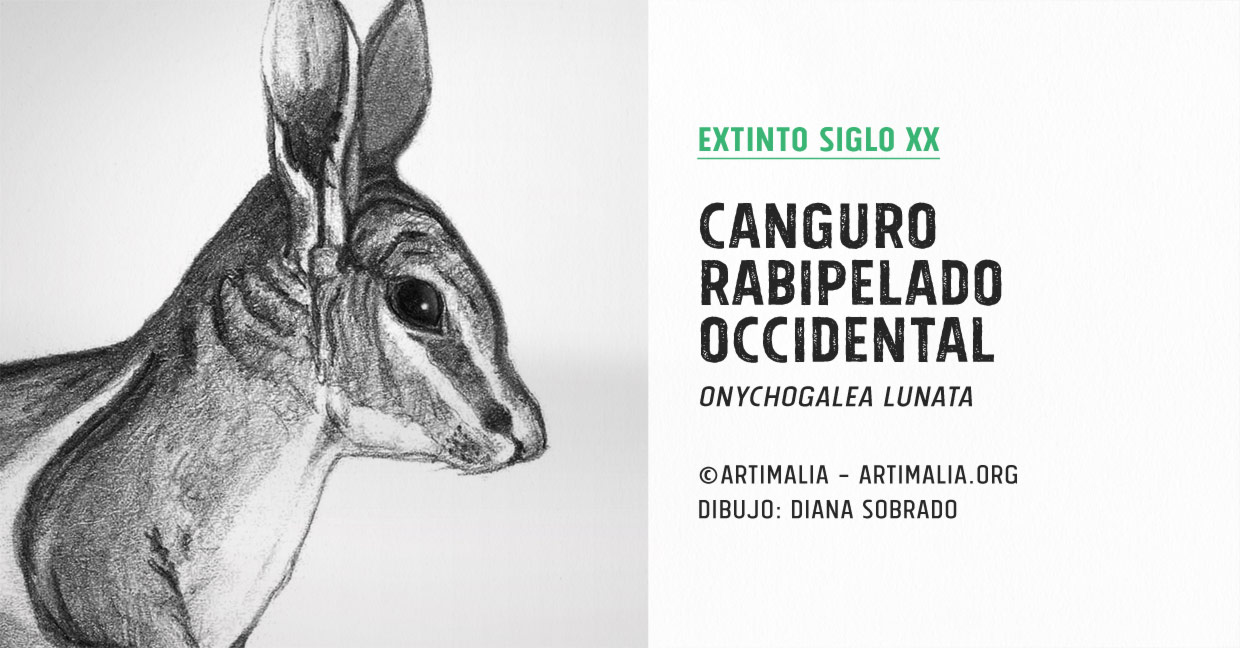 Década 50, Canguro rabipelado occidental | Artimalia