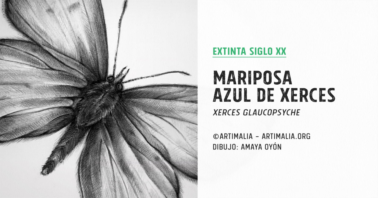 1941-43 Mariposa azul de Xerces | Artimalia