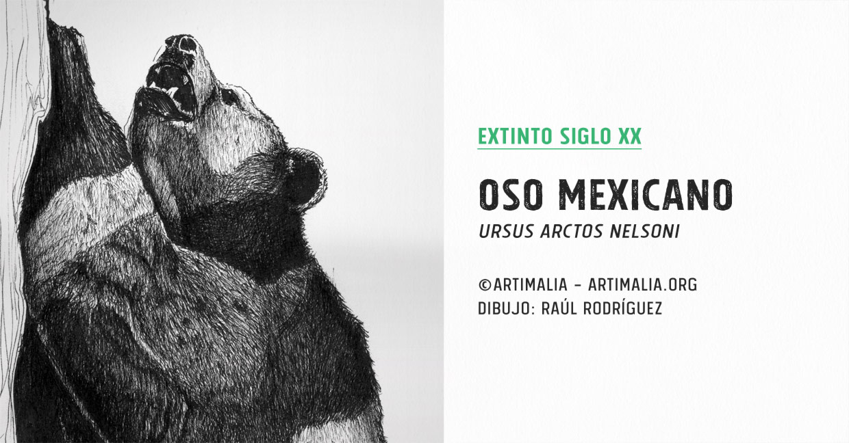 1964 Oso mexicano | Artimalia