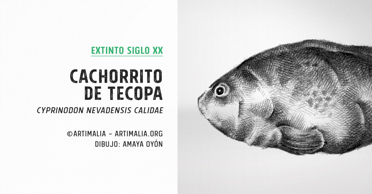 1982 Cachorrito de Tecopa | Artimalia