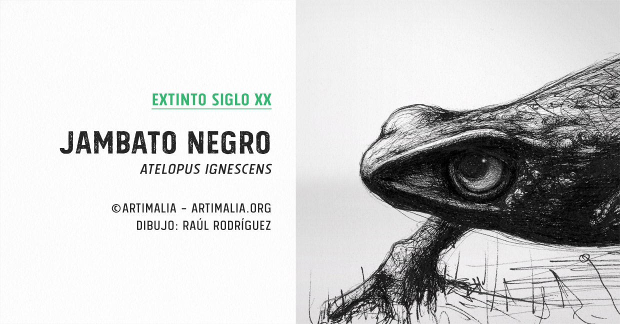 1988 Jambato negro del Páramo | Artimalia