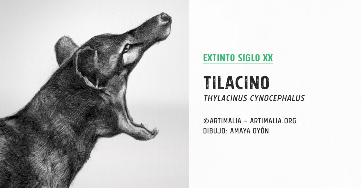 1986 Tilacino | Artimalia