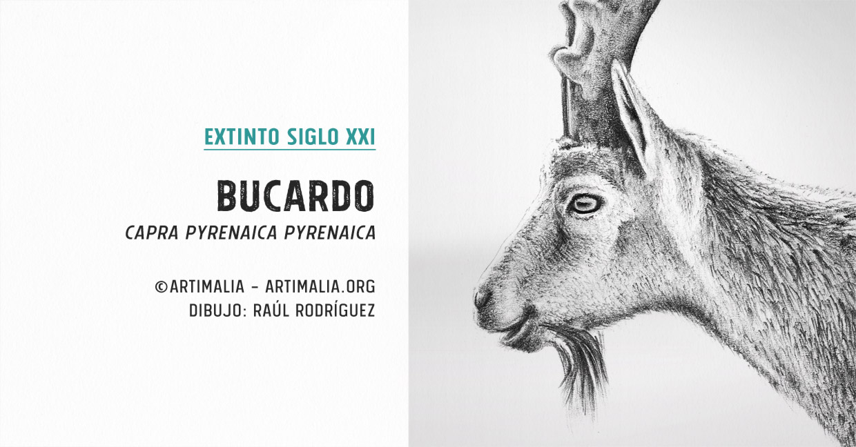 2000 Bucardo | Artimalia