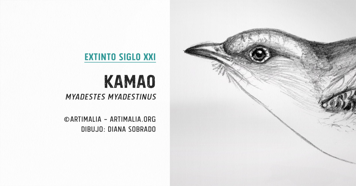 2004 Kamao | Artimalia