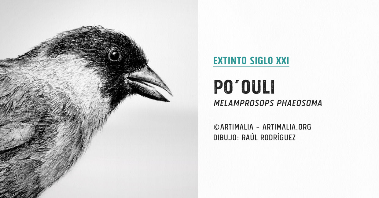 2004 Po’ouli | Artimalia