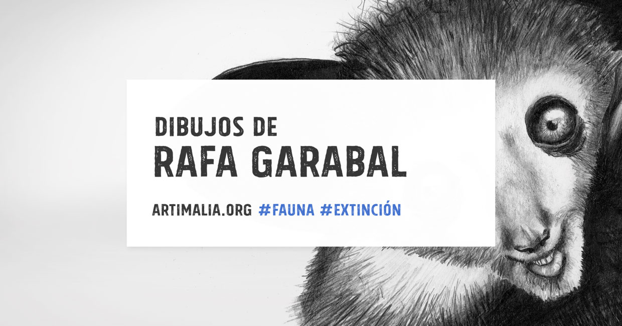 Dibujos de Rafa Garabal | Artimalia