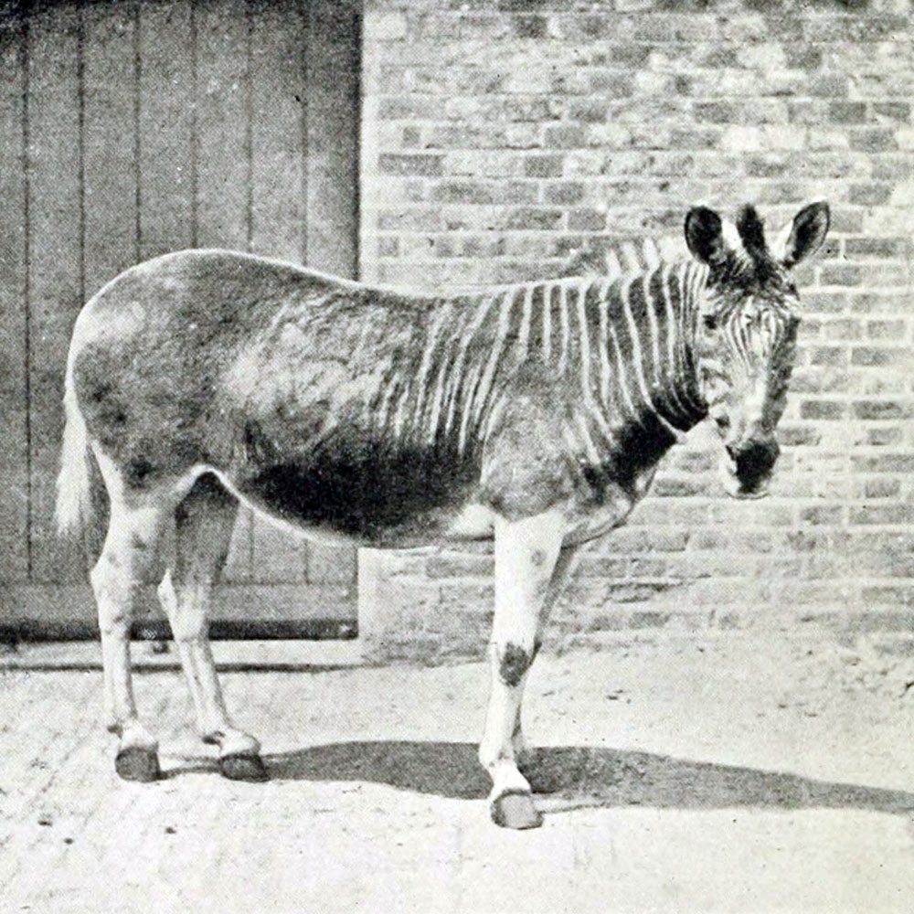 quagga del zoológico de Londres | Artimalia