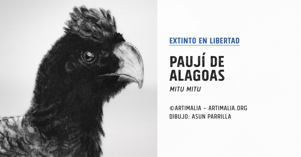 Paují de Alagoas | Artimalia